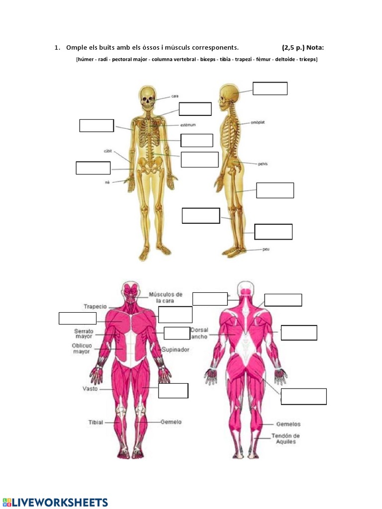 Aparell Locomotor | PDF