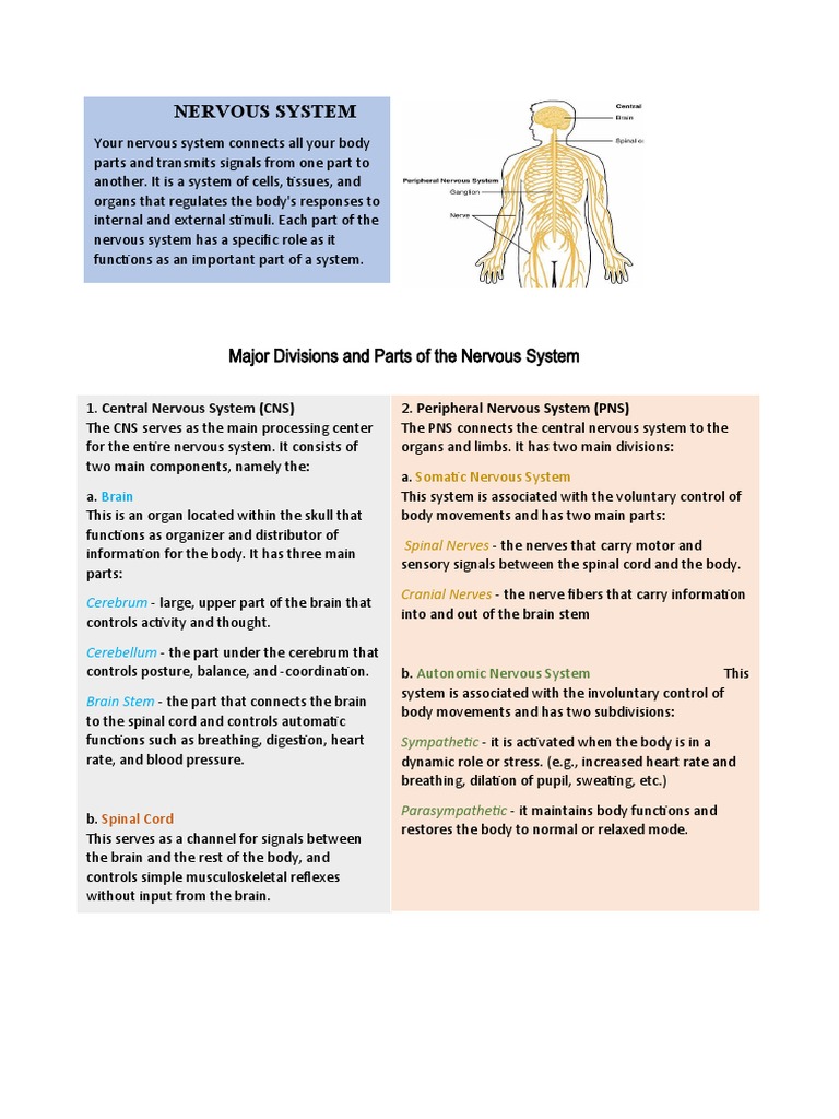 Science Nervous System | PDF | Central Nervous System | Nervous System