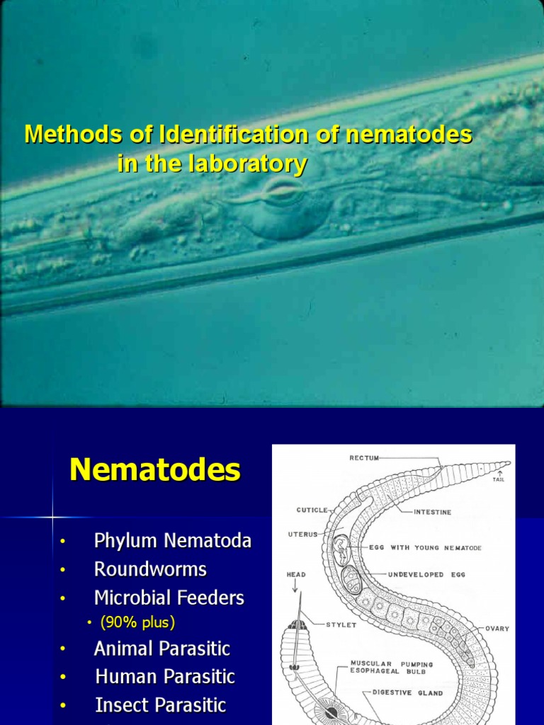 Methods of Identification of Nematodes in The Laboratory | PDF ...