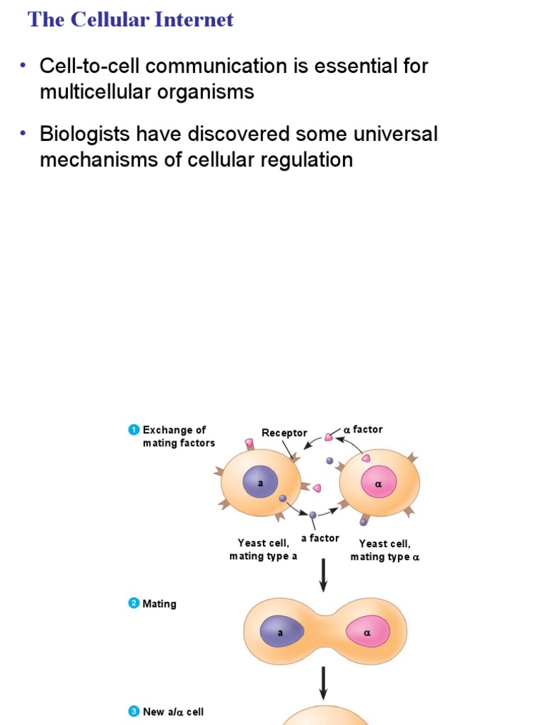 CH 11 PPT Cell Communication | PDF | Cell Signaling | Signal Transduction