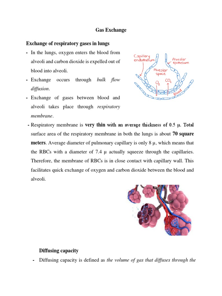Gas Exchange & O2 Transport | PDF | Hemoglobin | Respiratory System
