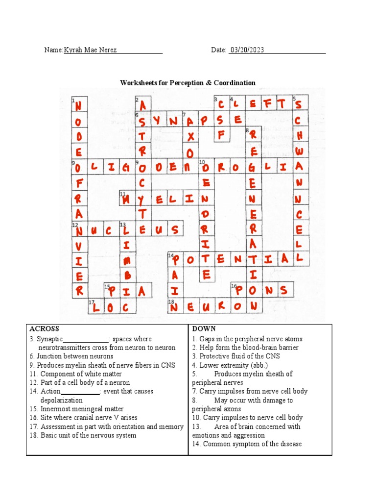 Worksheet For Perception and Coordination | PDF | Central Nervous ...