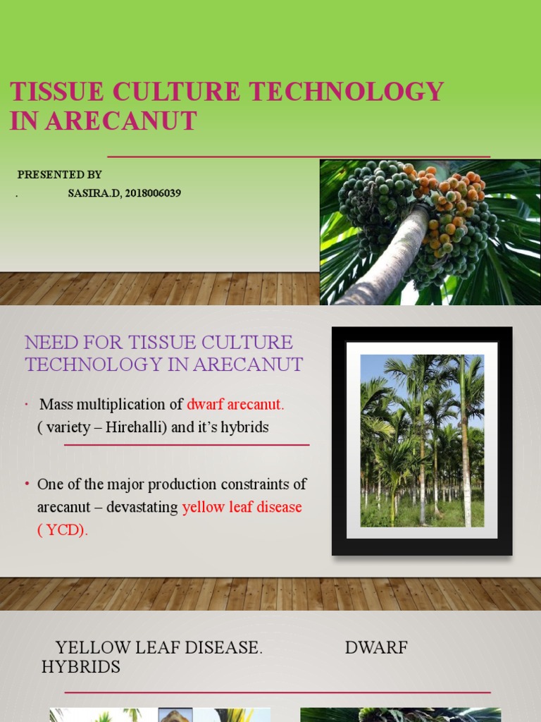 Tissue Culture Technology in Arecanut | PDF | Horticulture | Plants