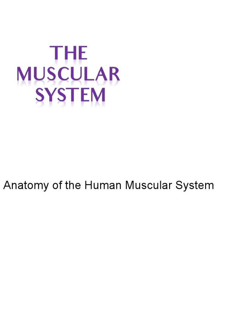 The Muscular System | PDF | Skeletal Muscle | Cardiac Muscle