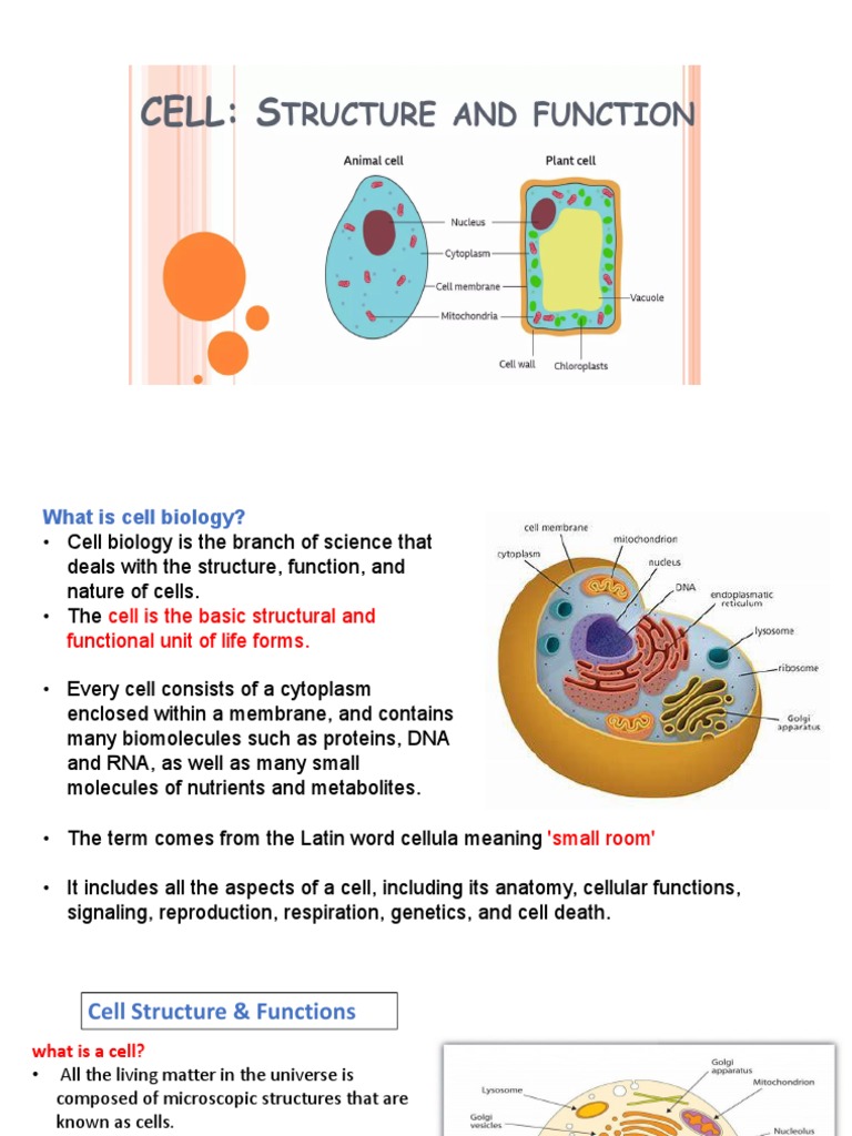Class 1 Cell Structure Pdf Cell Biology Mitochondrion