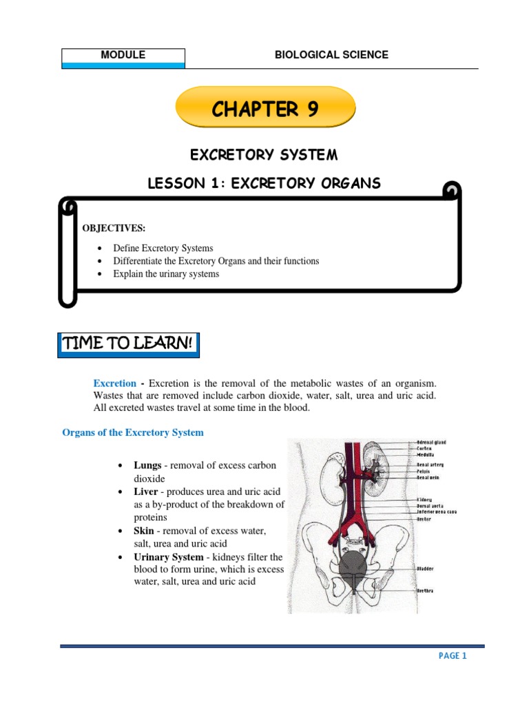 Chapter 9 Excretory System PDF | PDF | Anatomy | Physiology