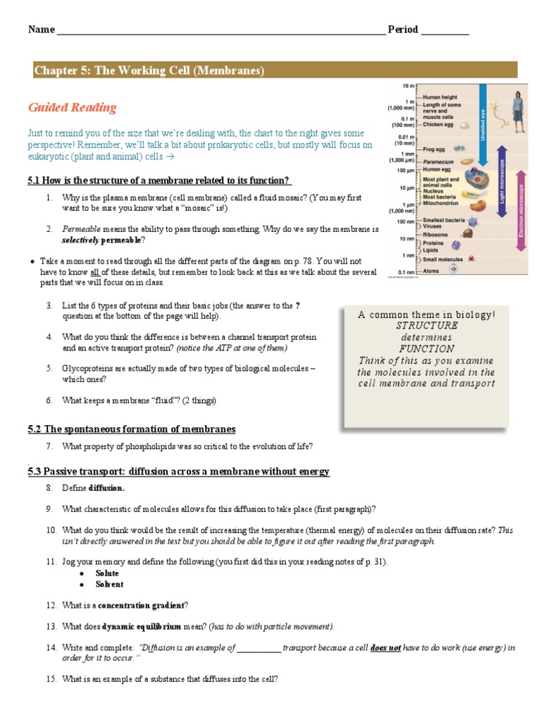 Reading Guide Honors Chapter 5 Membranes | PDF | Cell Membrane | Osmosis