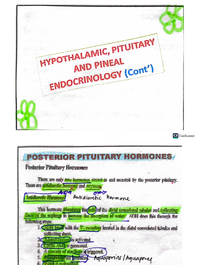 Endocrinology Part Ii Pdf Pdf