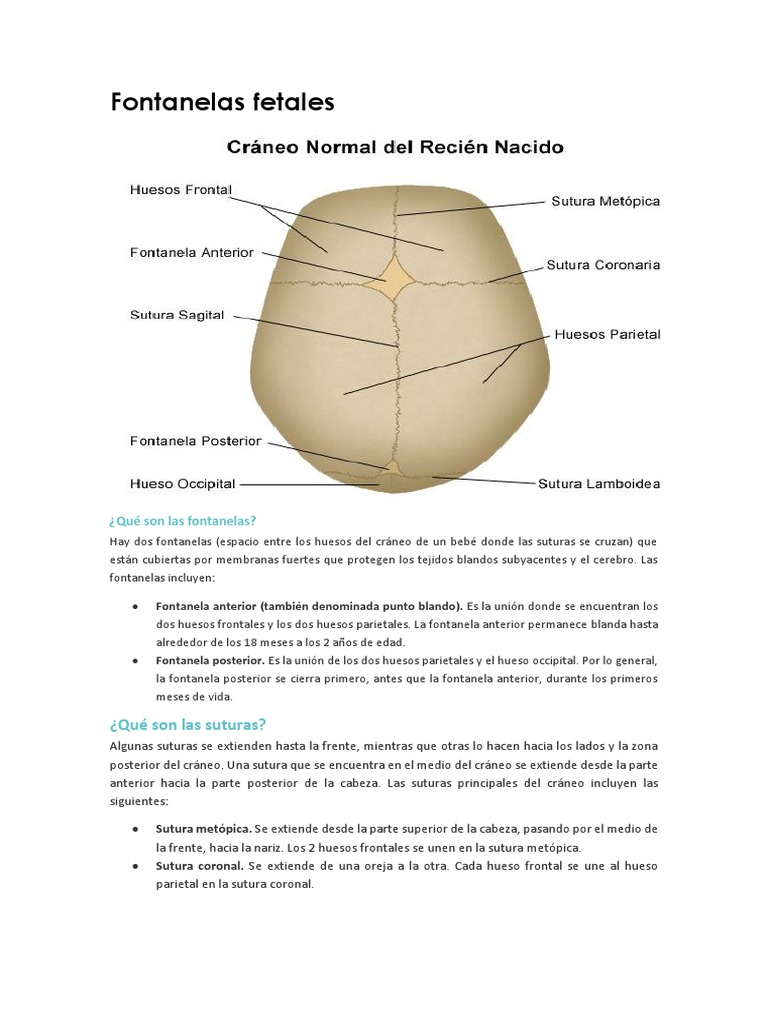 fontanelas fetales | PDF | Cráneo | Sistema musculoesquelético