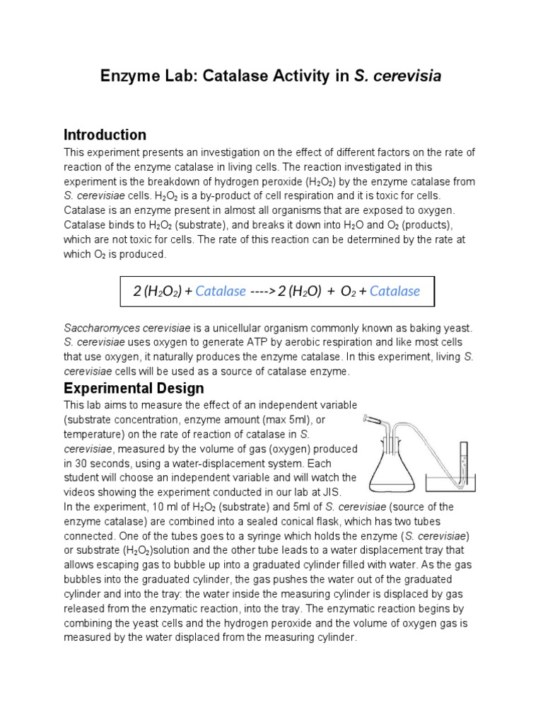 Enzyme - Lab - Introduction | PDF | Catalase | Hydrogen Peroxide
