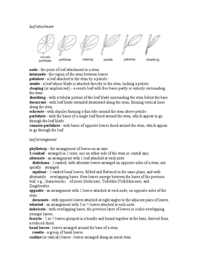 Leaf Attachment and Arrangement Vocab | PDF | Leaf | Botany