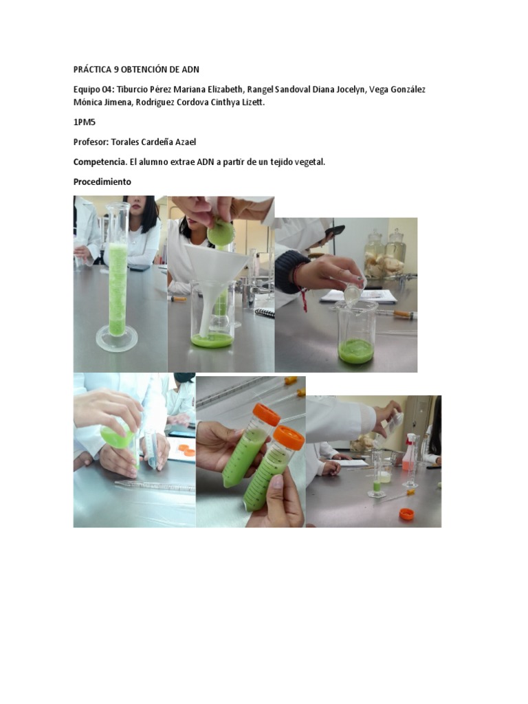Practica ADN | PDF | Adn | Ácidos nucleicos