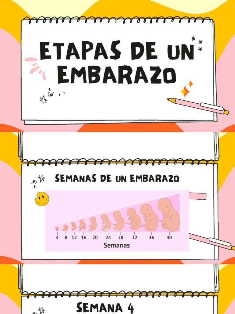 Etapas de Un Embarazo | PDF