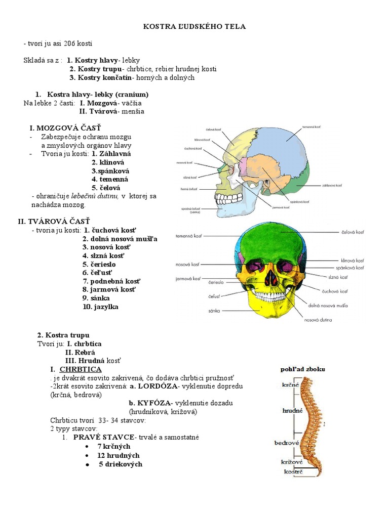 03_Kostra-ľudského-tela | PDF