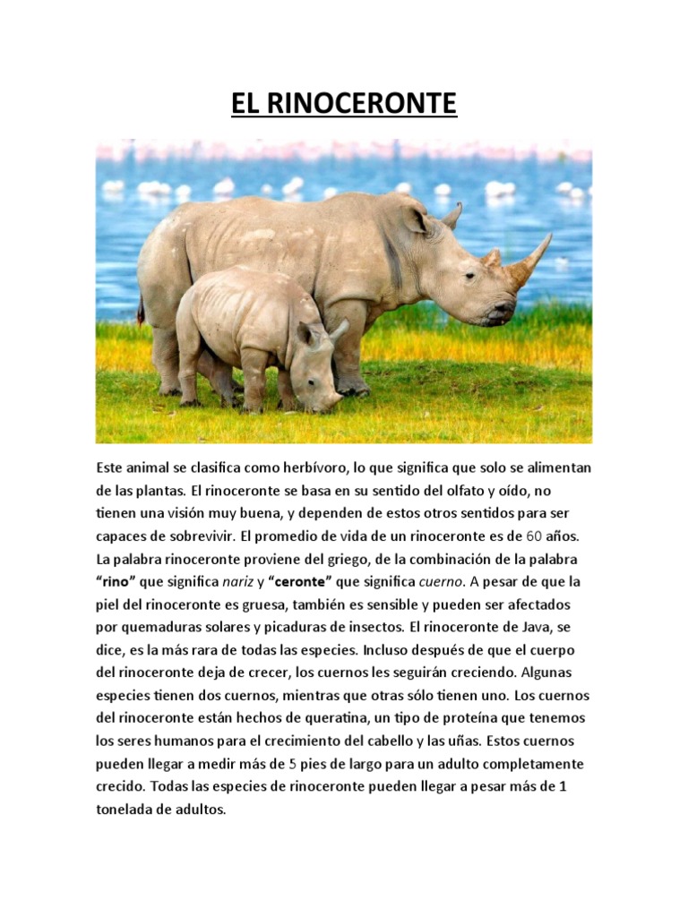 El Rinoceronte | PDF