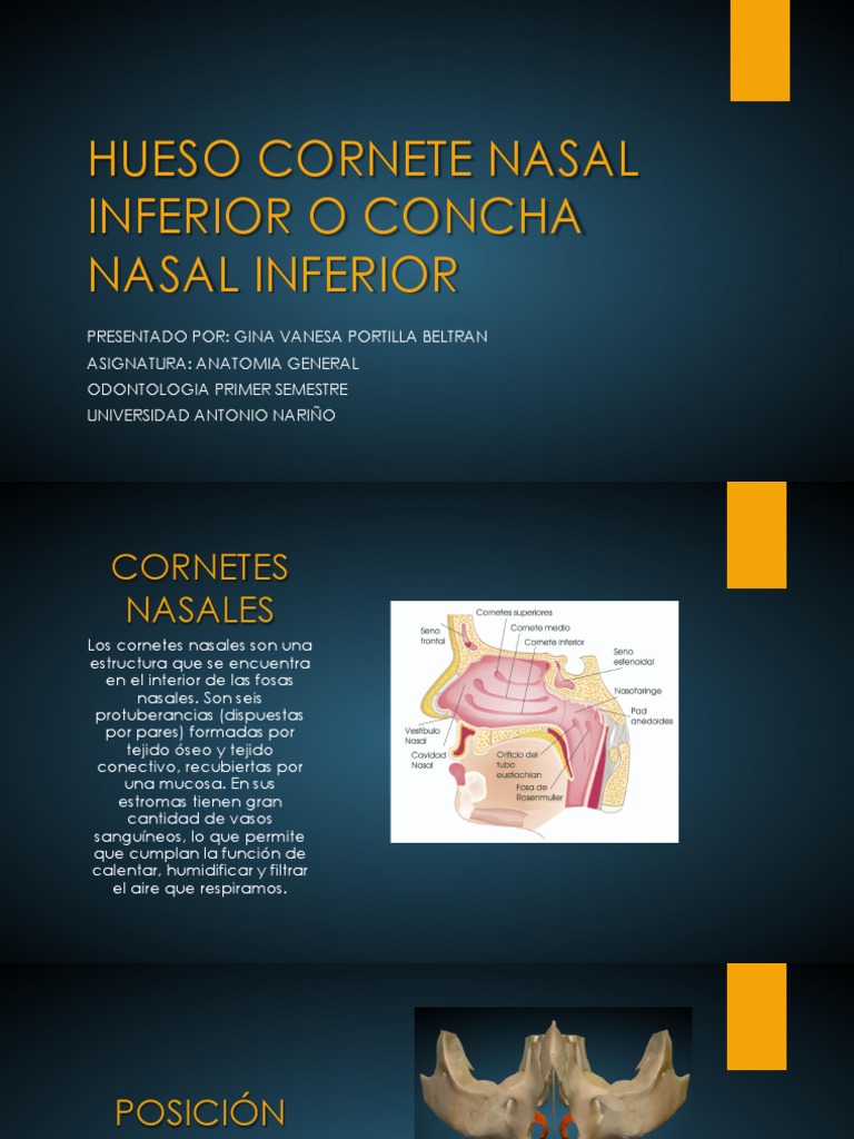 Hueso Cornete Nasal Inferior PDF | PDF | Cabeza y cuello humanos | Anatomía