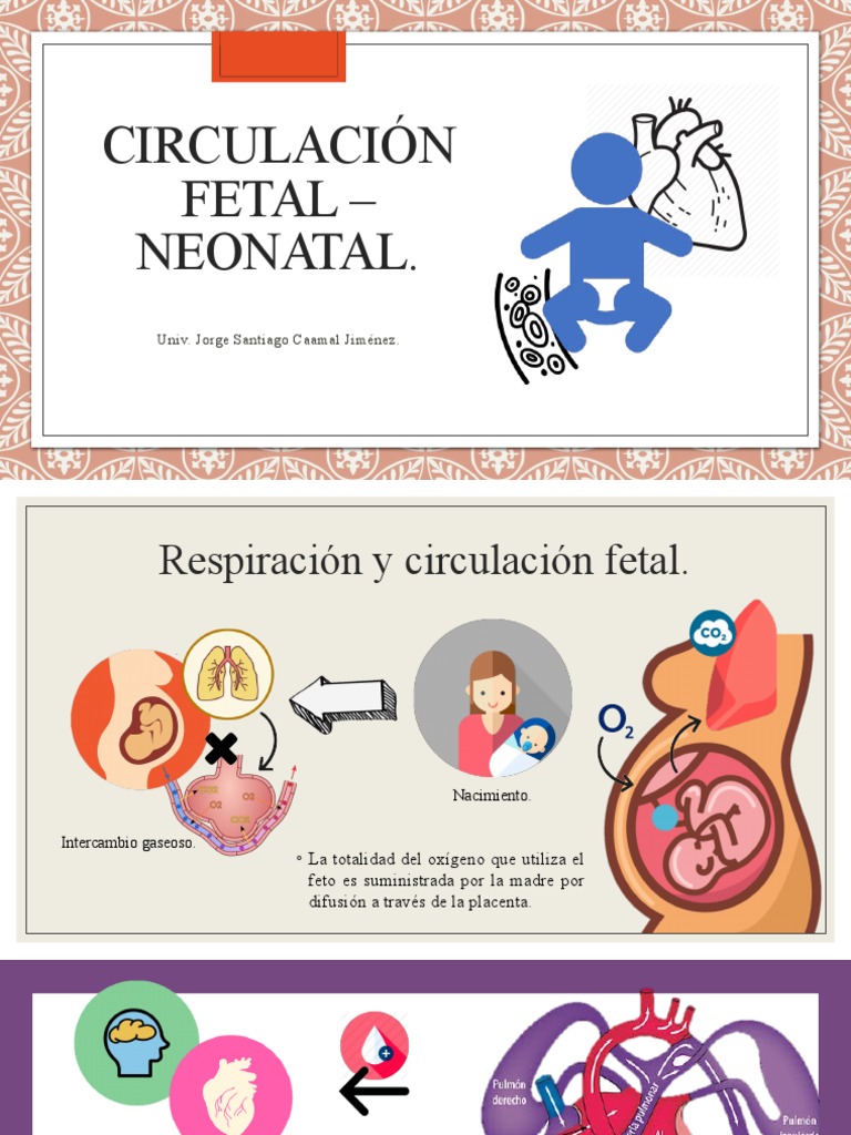 Transición de Circulación Fetal a Neonatal | PDF