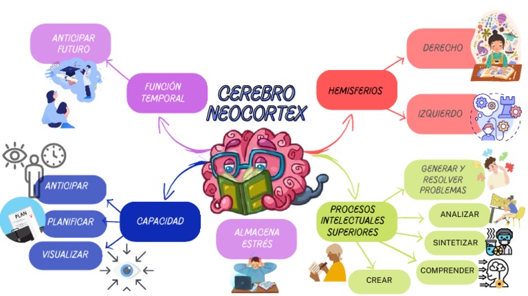 Cerebro Neocortex PDF | PDF