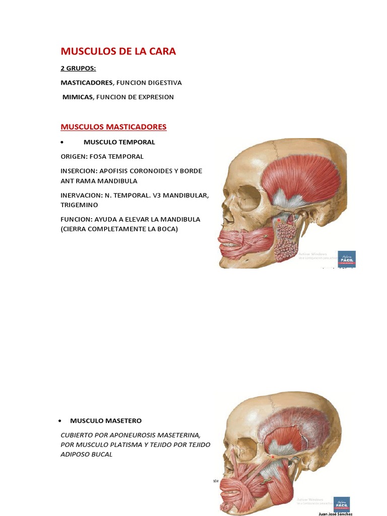 MUSCULOS DE LA CARA - Odt | PDF | Tejido suave | Anatomía