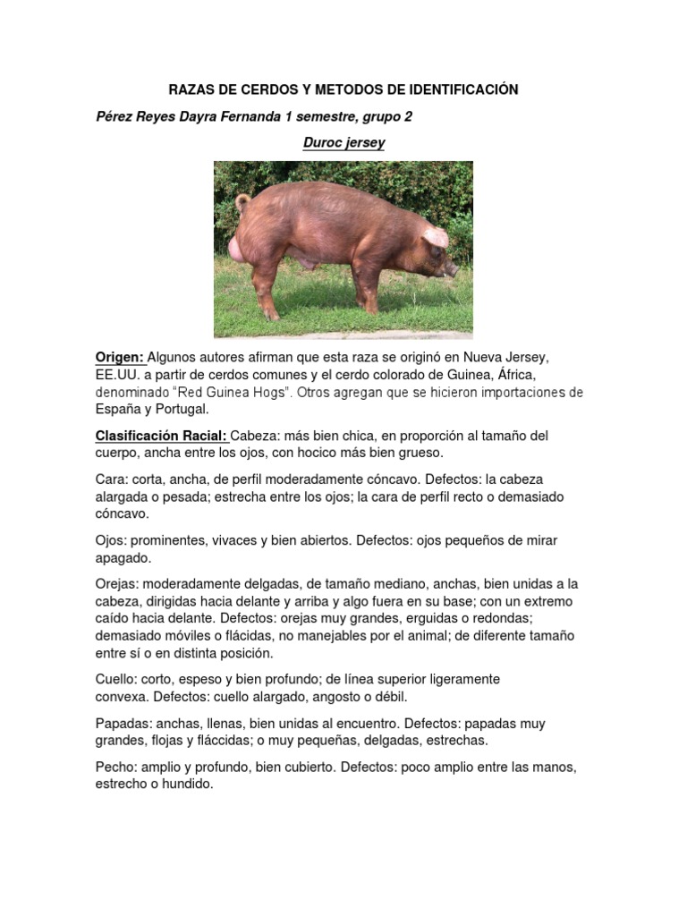 Razas de Cerdos y Metodos de Identificación PDF | PDF | Carne | Cerdo