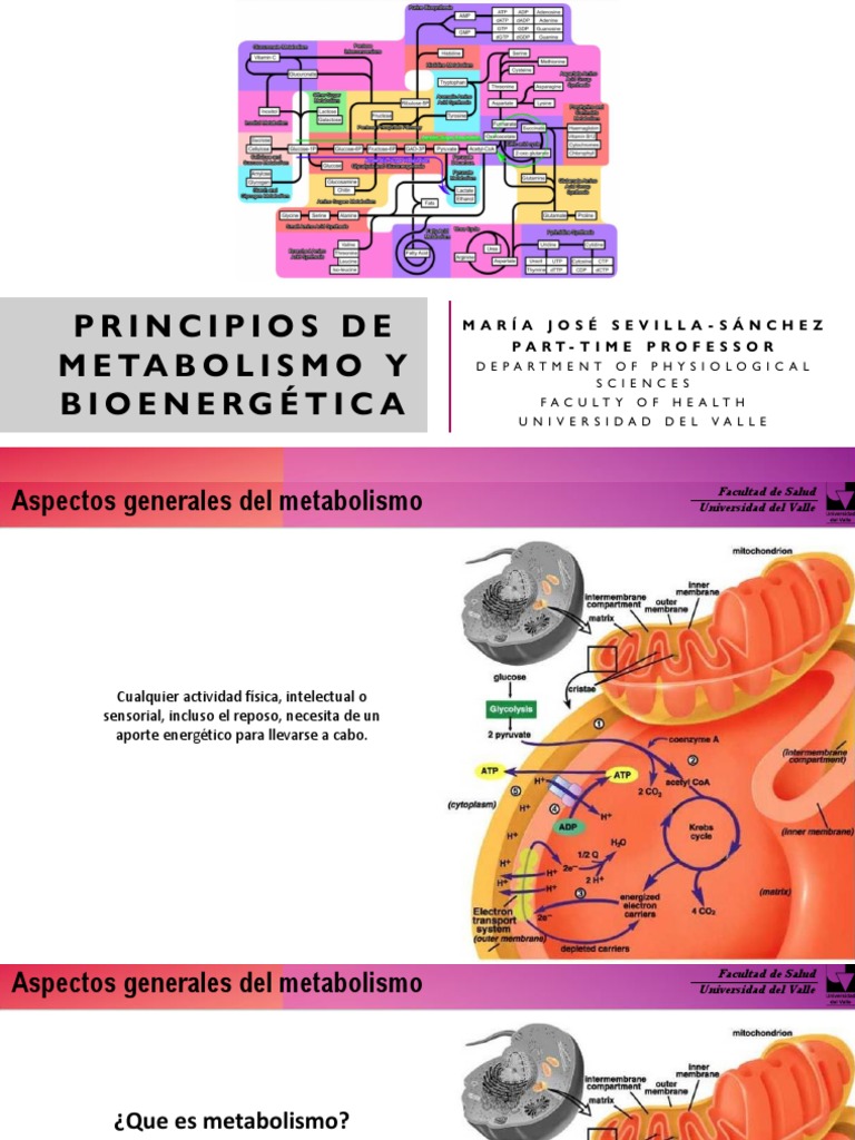 Bioenergética y Enzimas - MJSS PDF | PDF | Bioenergética | Energía ...