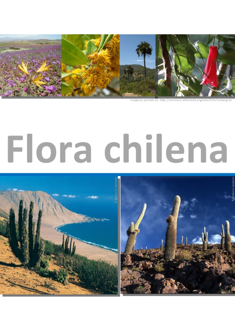 Flora Chilena | PDF