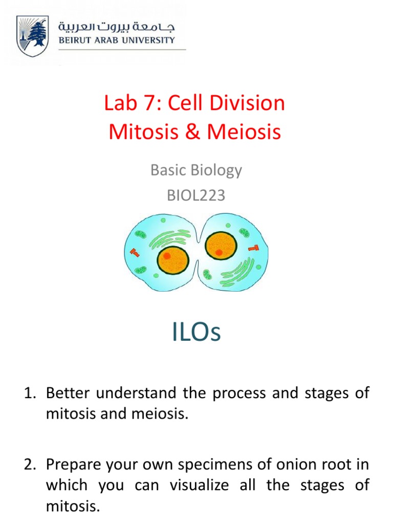 BIOL223-Lab 7 | PDF | Mitosis | Meiosis