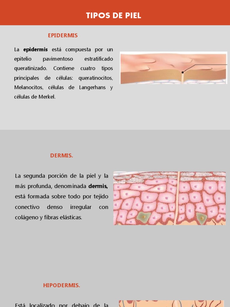 Tipos de Piel | PDF | Piel | Epidermis