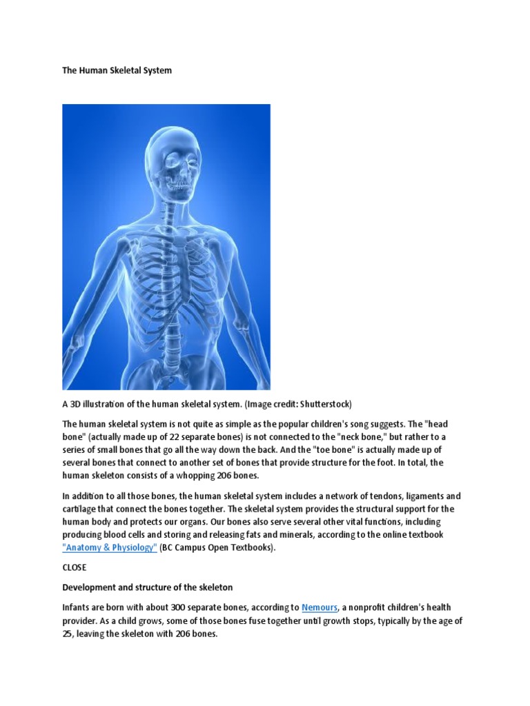 The Human Skeletal System | PDF | Bone | Skeleton