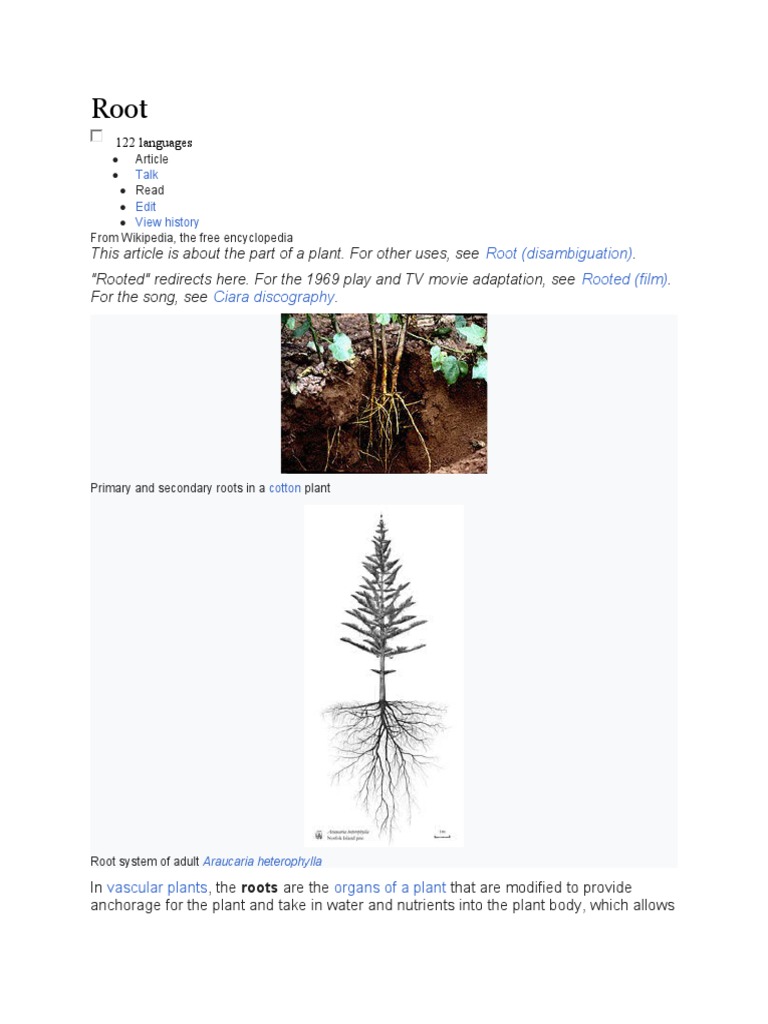 Root | PDF | Root | Plant Stem