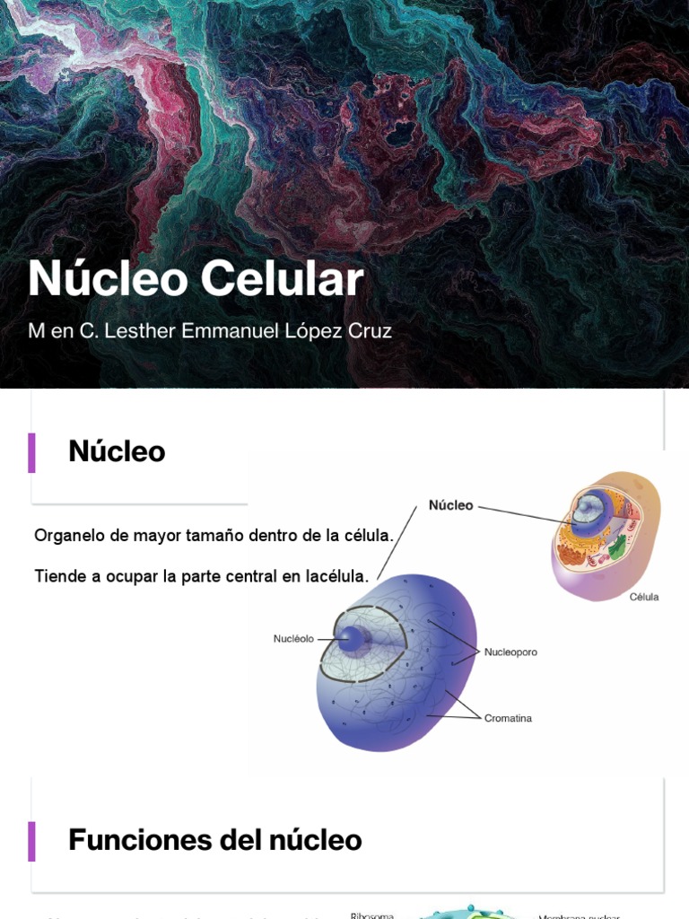 Estructura y Funciones del Núcleo Celular | PDF | Nucleo celular | Adn