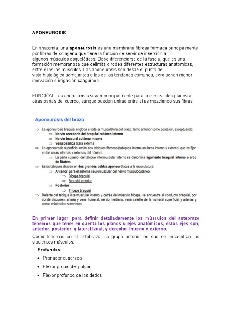 APONEUROSIS | PDF | Mano | Sistema musculoesquelético