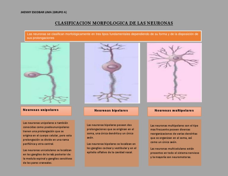 Clasificacion Morfologica de Las Neuronas | PDF
