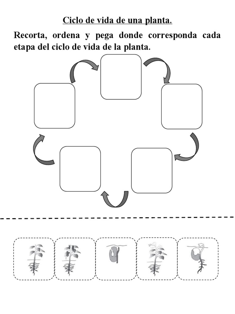 Guia Ciclo de Vida de Una Planta | PDF