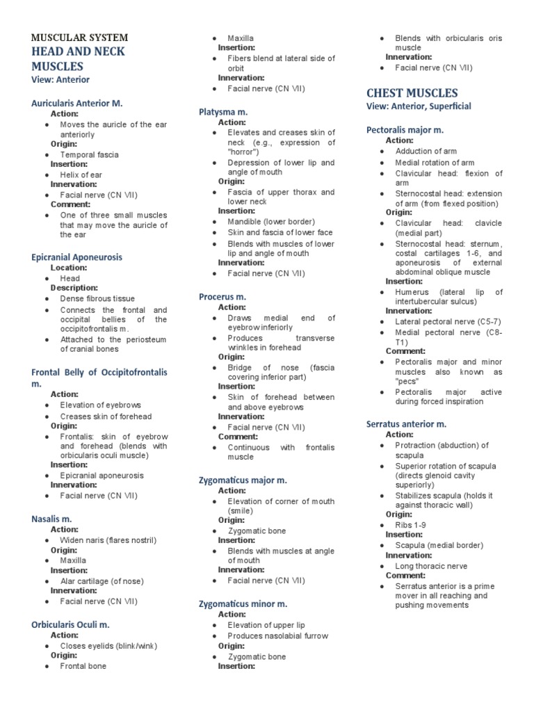 Muscular System Digital Solutions | PDF | Human Leg | Foot