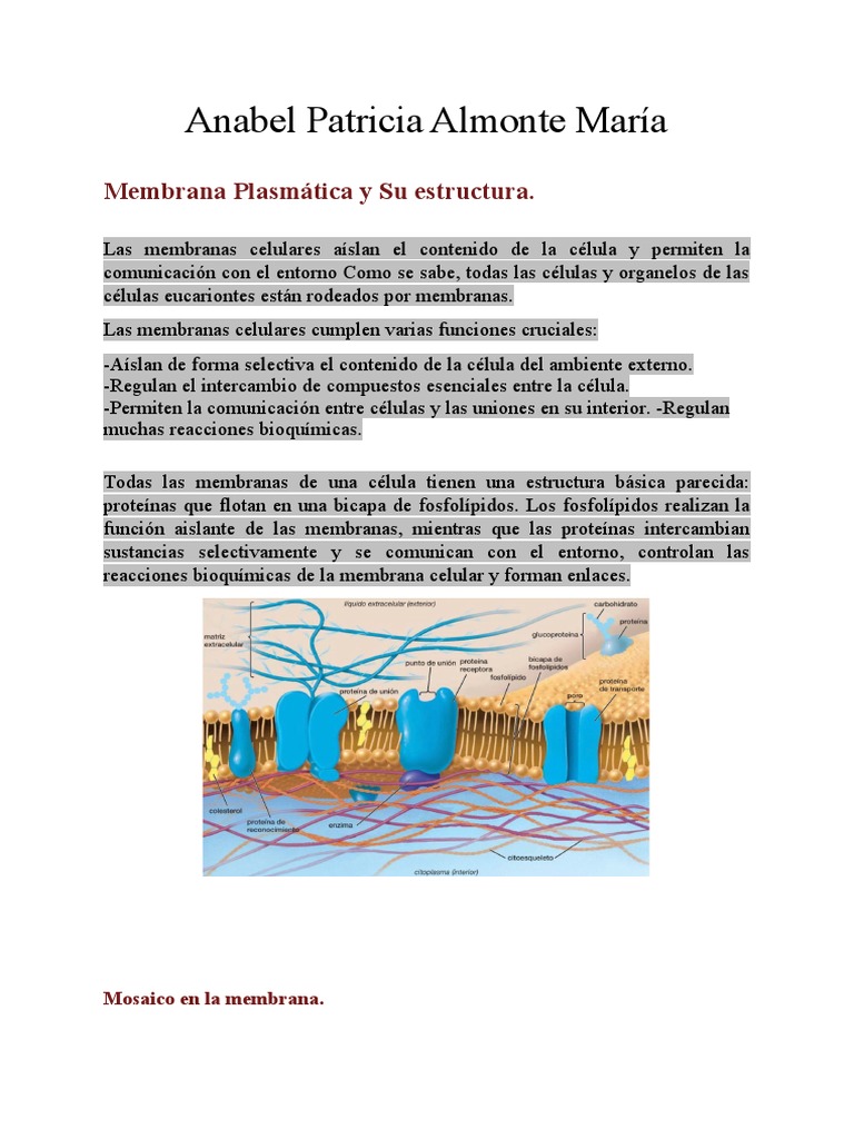 Membrana Plasmatica y Su Estructura. | PDF | Membrana celular ...