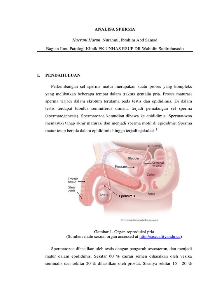 Analisis Sperma: Proses, Metode, dan Tujuan | PDF