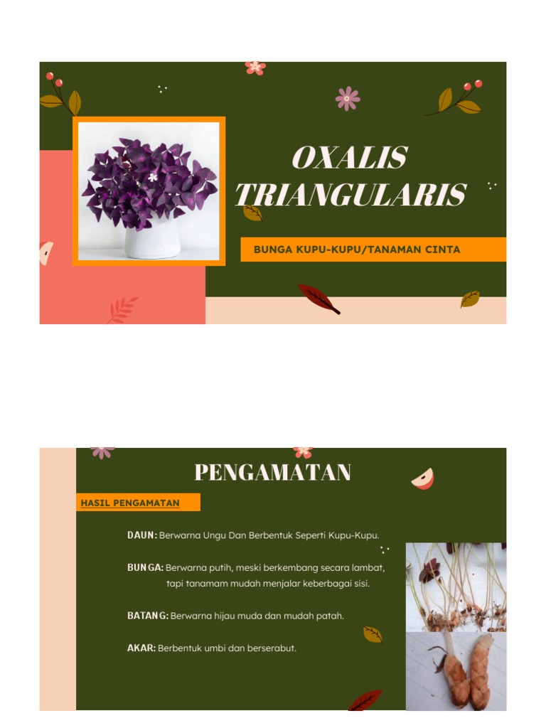 PPT TANAMAN BUNGA KUPU KUPU.pdf | PDF