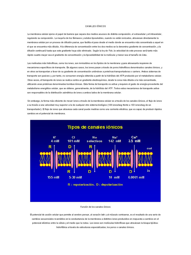Canales iónicos cardiacos | PDF | Canal de iones | Electrocardiografia
