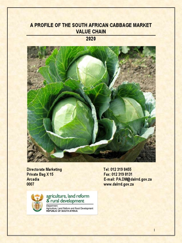 South African Cabbage Market Overview | PDF | Vegetables | Economies