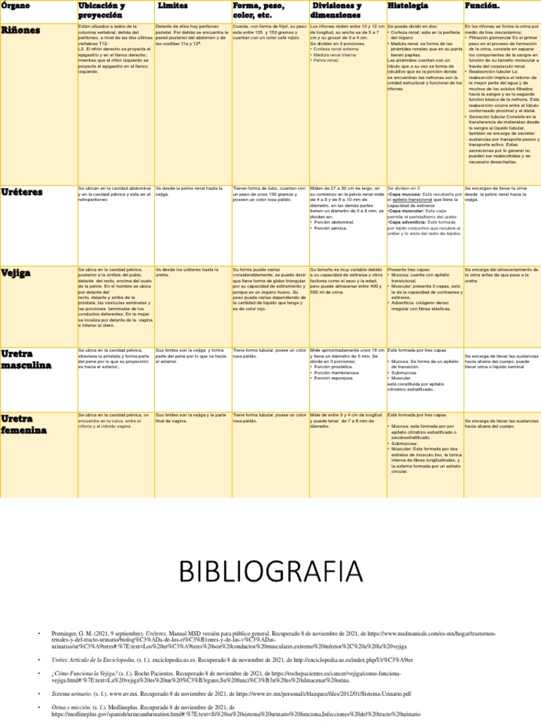 Cuadro Integrador Sistema Urinario | PDF | Riñón | Urología