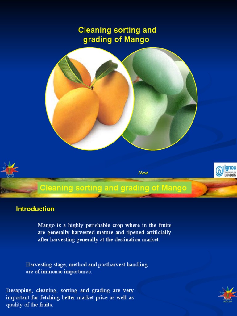 Mango Leather Process | PDF | Mango | Postharvest