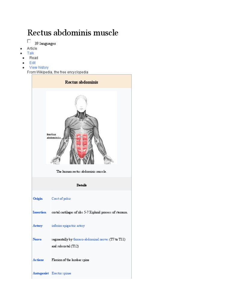 Anatomy of the Rectus Abdominis Muscle | PDF | Abdomen | Human Anatomy