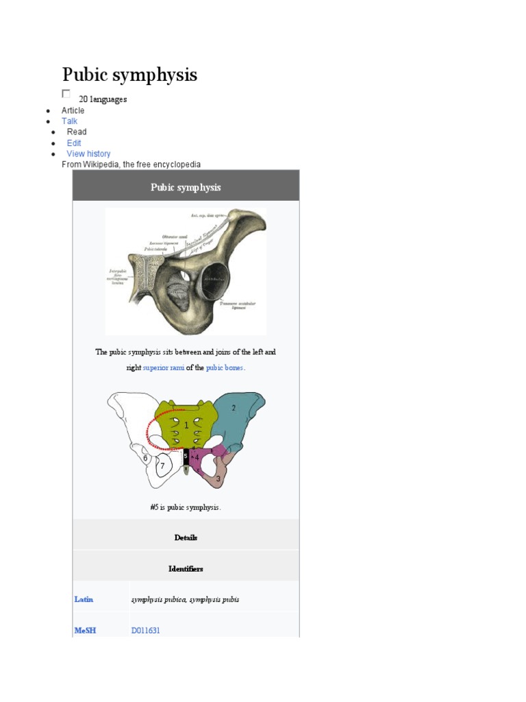 Pubic Symphysis | PDF | Morphology (Biology) | Skeletal System