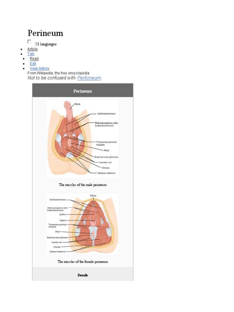 Perineum | PDF | Pelvis | Human Anatomy
