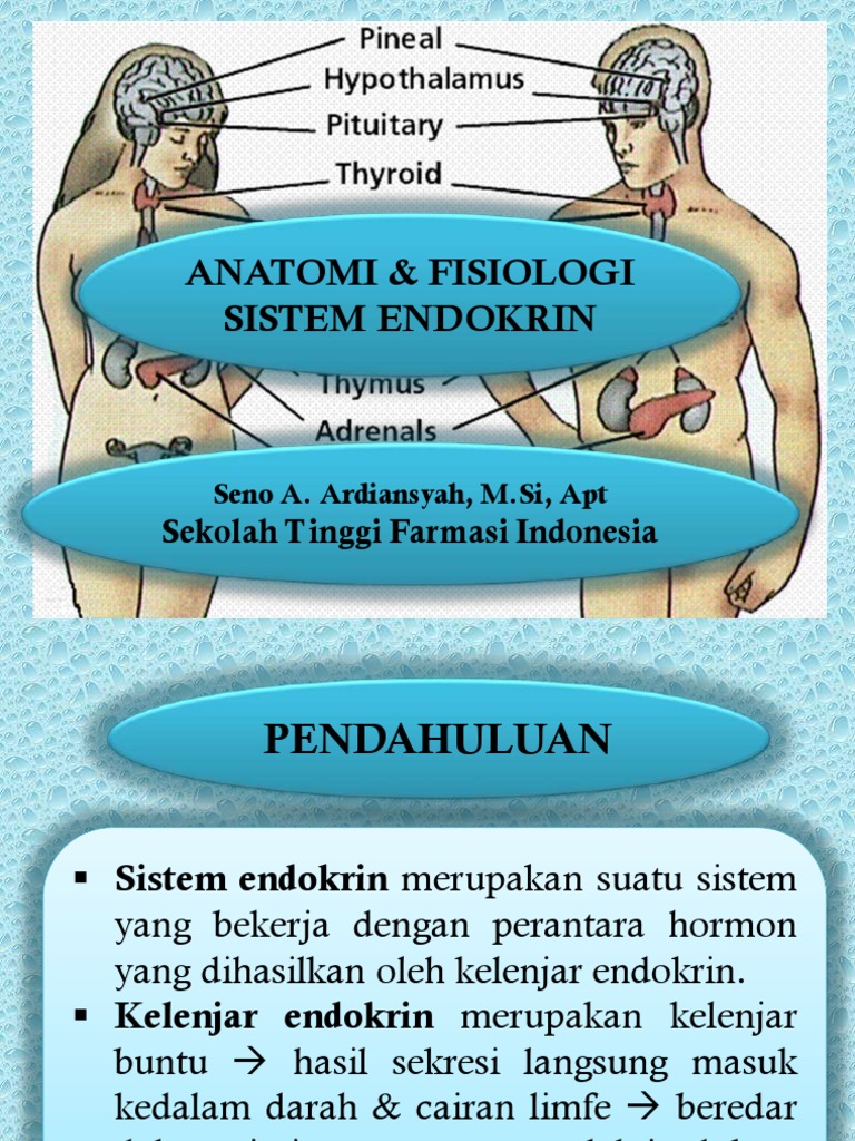Pert 2 Anatomi Dan Fisiologi Sistem Endokrin Pdf 