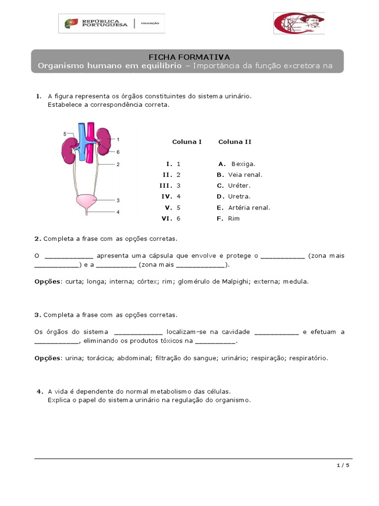 Ficha Formativa Sistema Excretor | PDF | Rim | Sistema urinário
