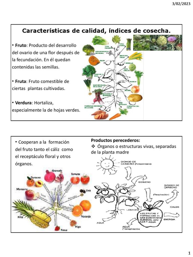 Clase 5 Cultivos III 2023-1 PDF | PDF | Fruta | Cosecha