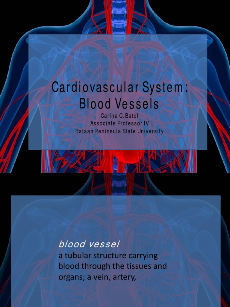 Blood Vessel Anatomy Guide | PDF | Aorta | Capillary