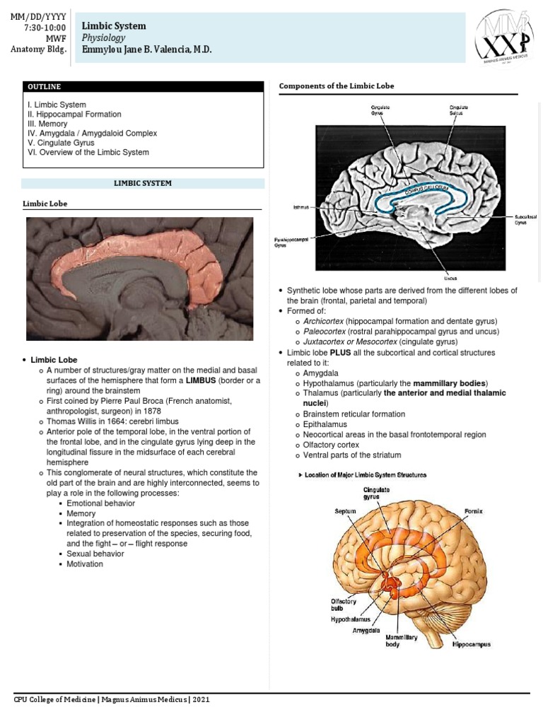 Trans - Physio (The Limbic System) PDF | PDF | Hippocampus Anatomy ...
